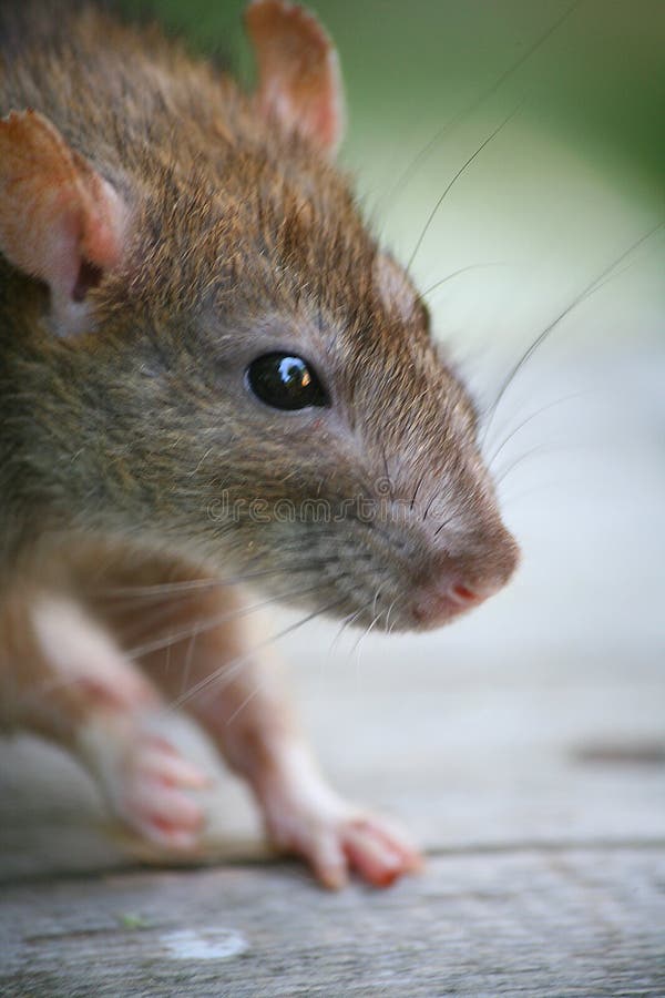 Hooded rat stock image. Image of creature, sweet, pest - 18505521