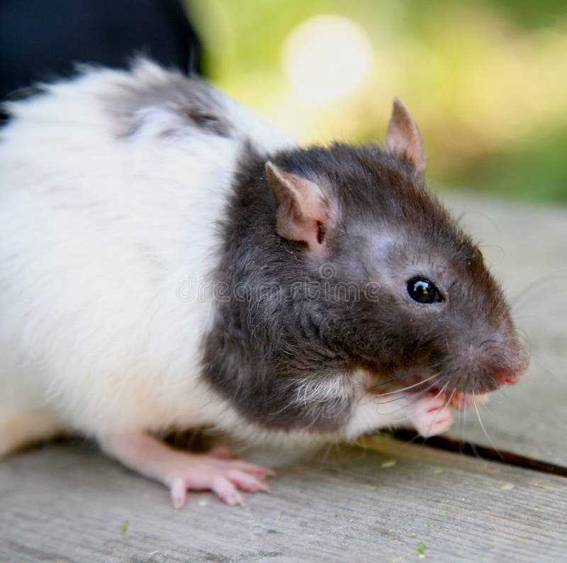 Two little rats stock photo. Image of pest, white, garden - 18505528
