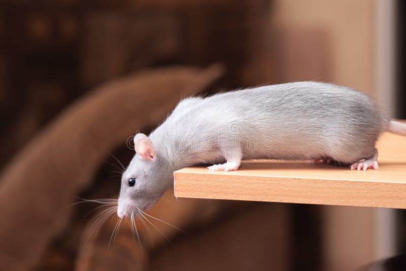 Rat stock photo. Image of domestic, grey, rodent, cute - 7046126