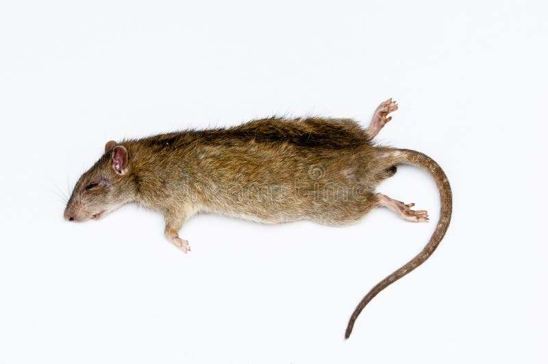 664 Rat Sleep Stock Photos - Free & Royalty-Free Stock Photos from ...