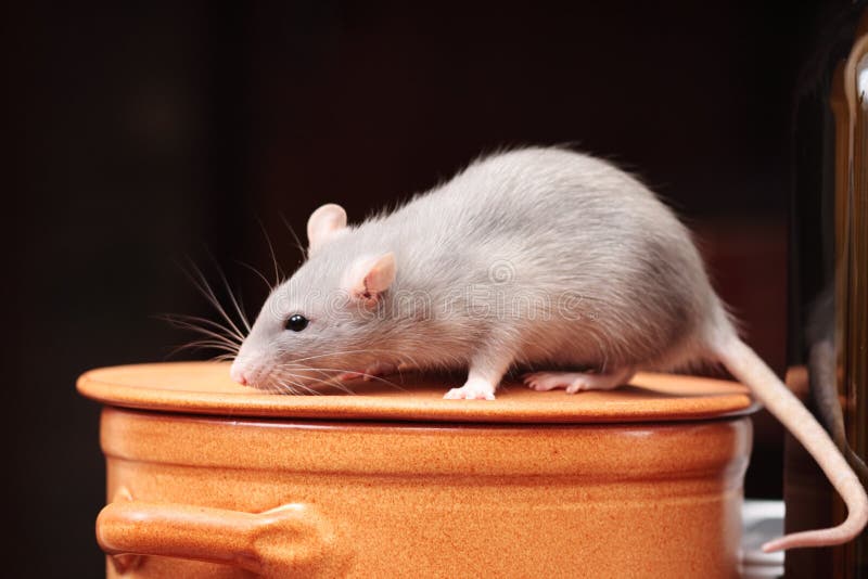 Rat stock image. Image of animal, whisker, rodents, staring - 24445471