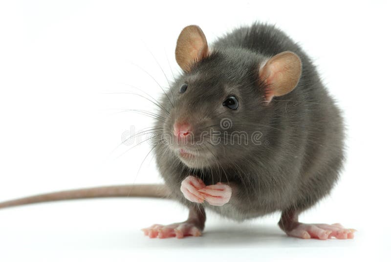 Rat washing stock image. Image of whisker, domestic, mammal - 4864485