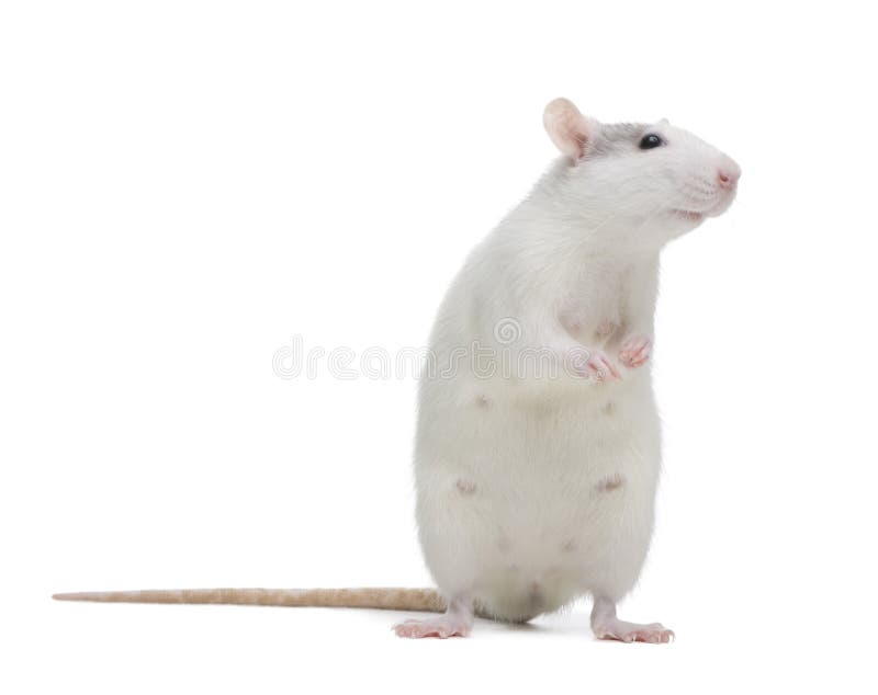 677 Rat Profile Stock Photos - Free & Royalty-Free Stock Photos from ...