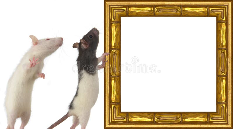 Rat stock image. Image of mouse, gold, decorate, fashioned - 8405695