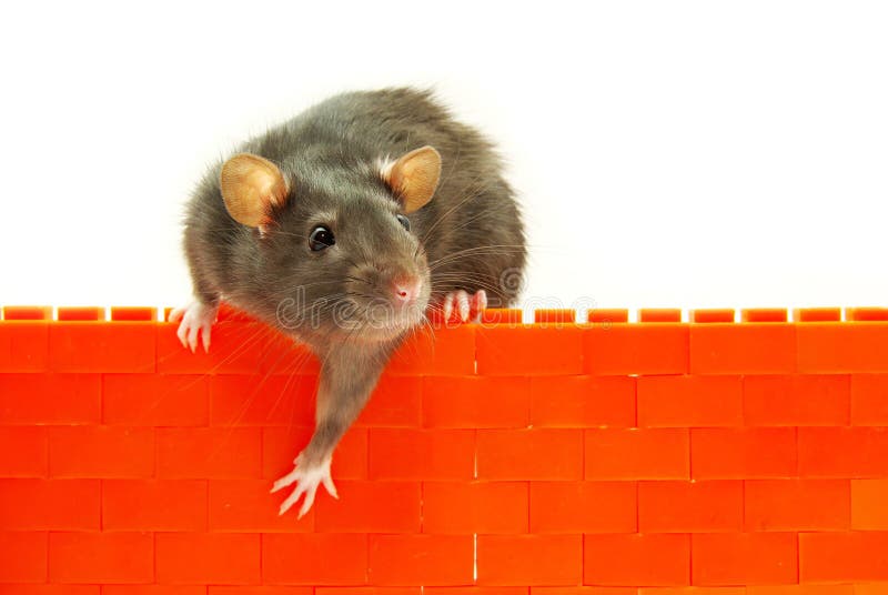 Unhappy Rat stock image. Image of vermin, tired, isolated - 10559725
