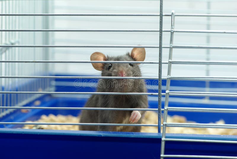 Laboratory rats in cages stock image. Image of body, fear - 53181223