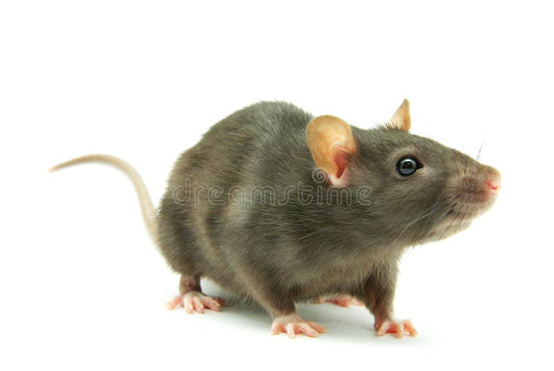Rat stock photo. Image of portrait, shadow, mouse, rodent - 20751168