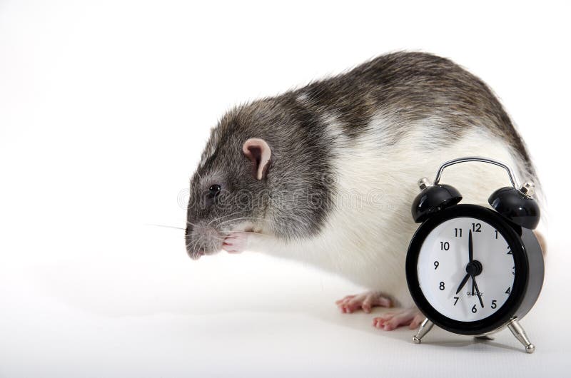 Rat and alarm clock. stock image. Image of whisker, rodent - 60476161