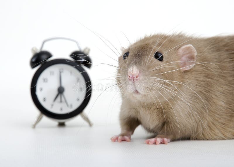Rat and alarm clock. stock image. Image of portrait, clock - 60487691