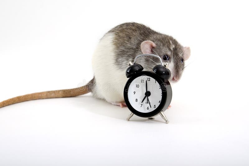 Rat and alarm clock. stock image. Image of portrait, clock - 60487691