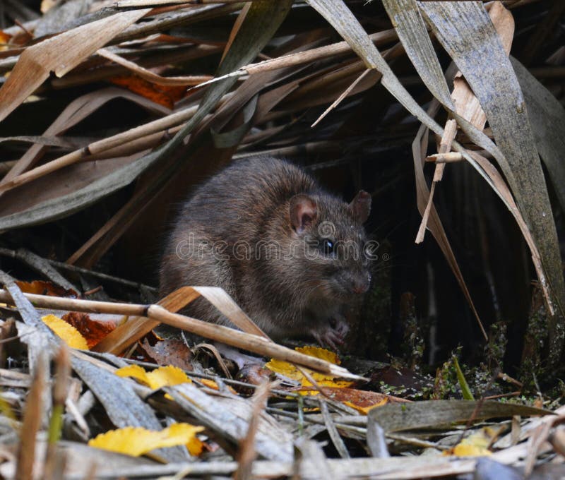 Rat stock photo. Image of park, wild, animals, nature - 121803806