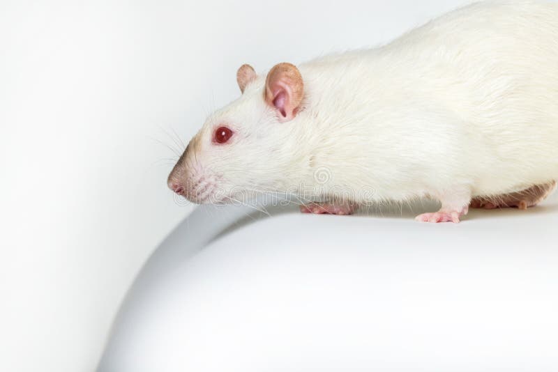 Rat avec les yeux rouges image stock. Image du regarder - 59126369