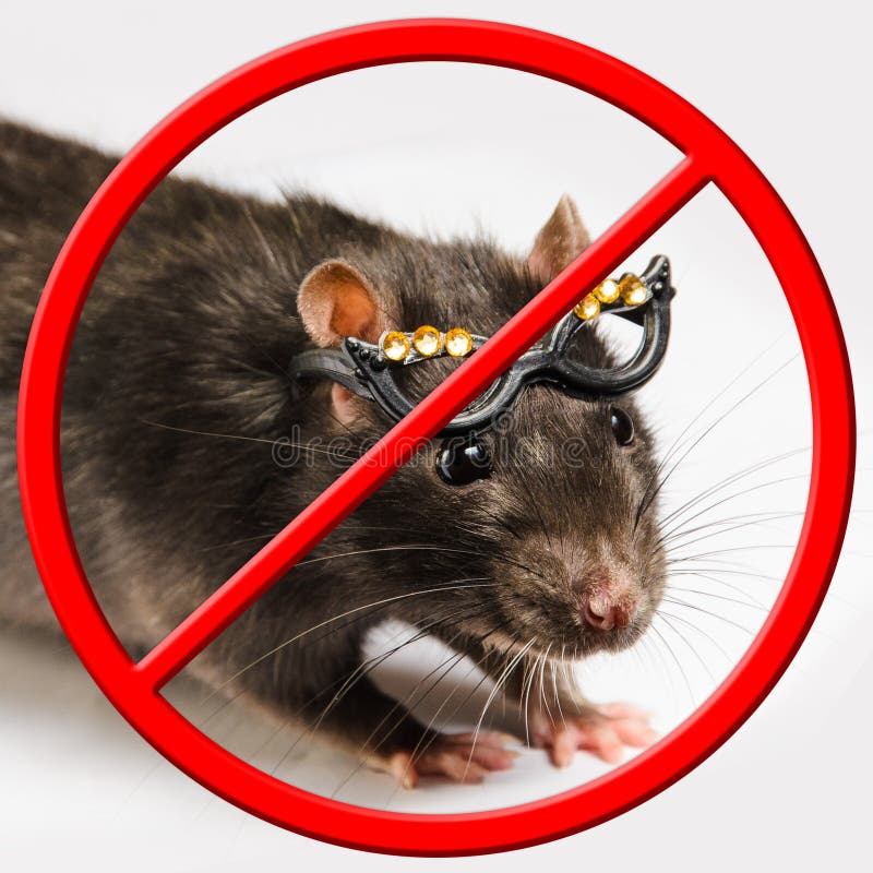 The Rat is Banned. Crossed Out with the NO Sign Stock Image - Image of ...