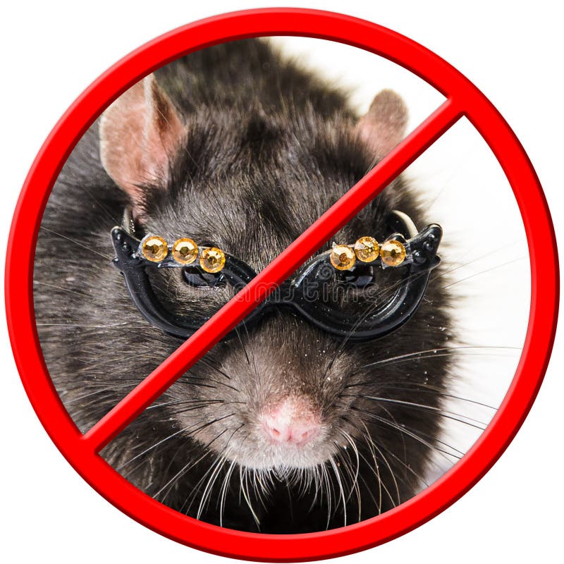 The Rat is Banned. Crossed Out with the NO Sign Stock Image - Image of ...