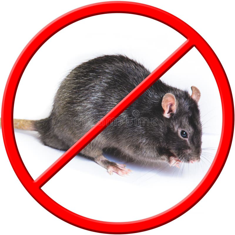The Rat is Banned. Crossed Out with the NO Sign Stock Image - Image of ...