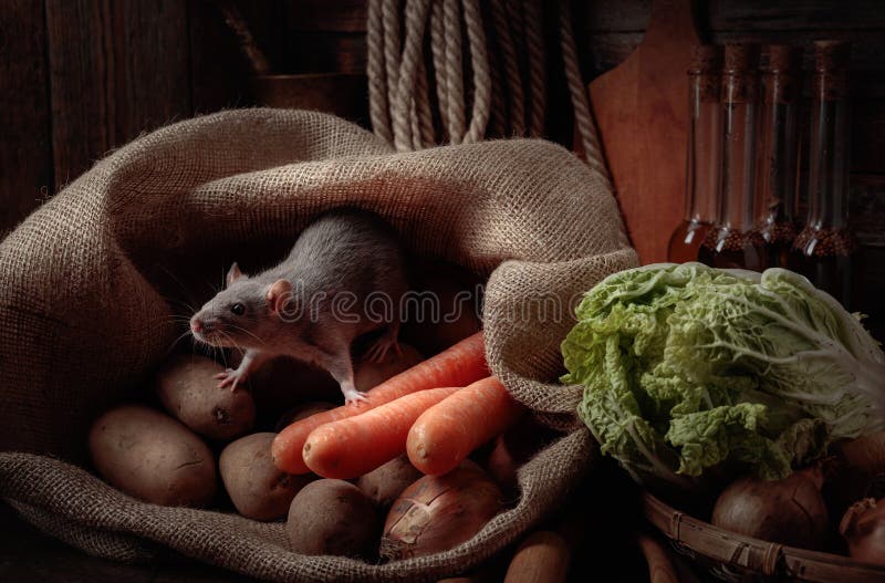 Rat in the Barn with Vegetables Stock Photo - Image of board, animal ...