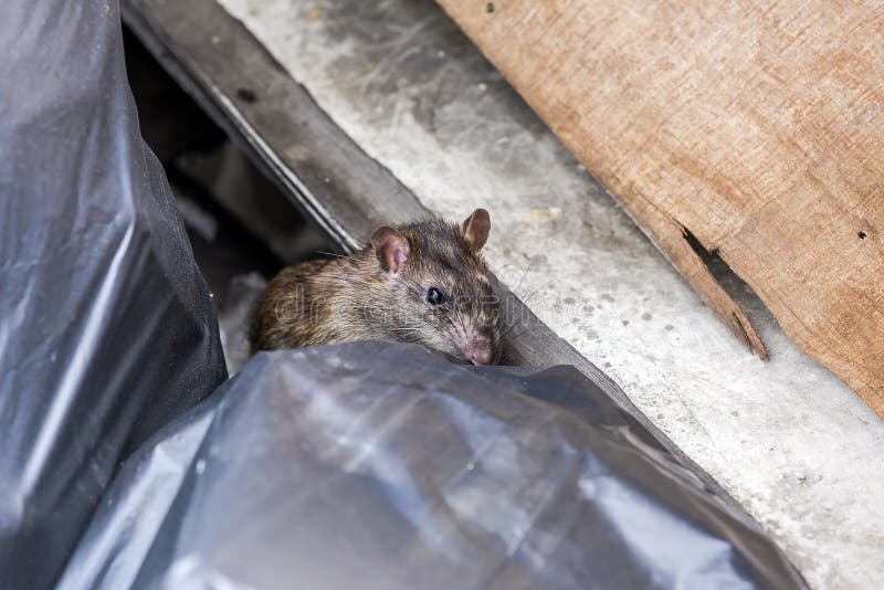 A Rat Behind the Garbage Bag. Stock Image - Image of animal, pest: 97177875