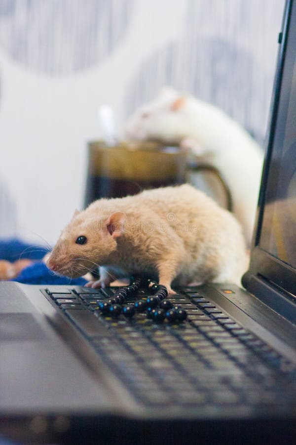 Rat Beige on a Computer Keyboard. Computer Mouse Stock Photo - Image of ...