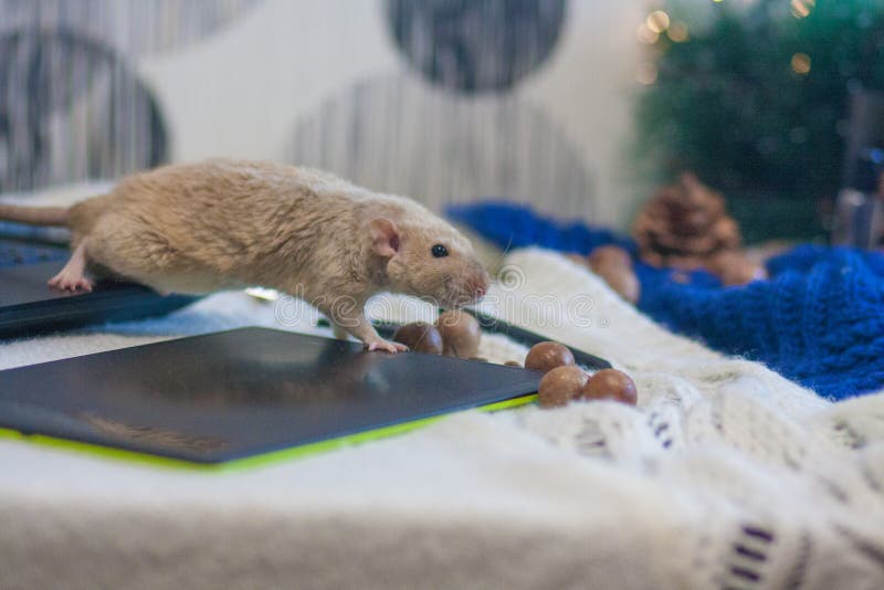 Rat Beige on a Computer Keyboard. Hacker and Hacking Sites Stock Image ...