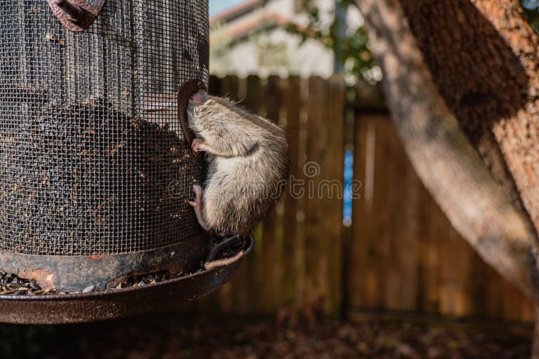 Rat on Bird Feeder Getting Seeds Stock Image - Image of yard, gross ...