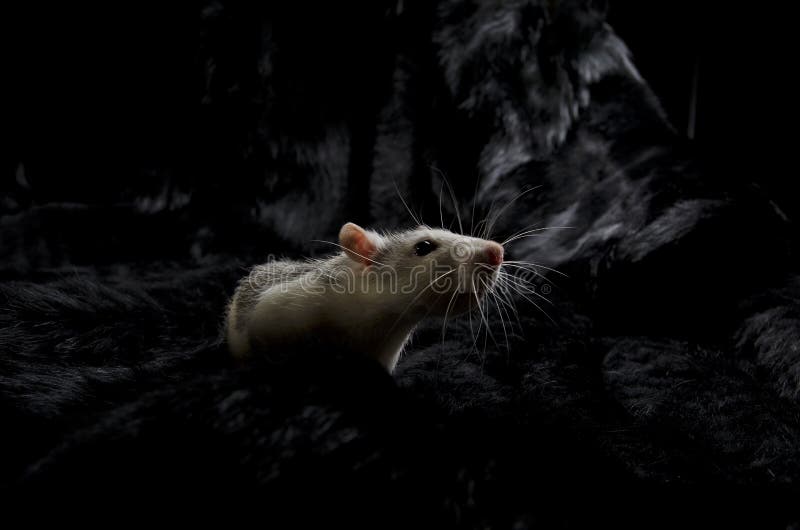 Rat on a black fur. stock photo. Image of pets, nature - 74391004