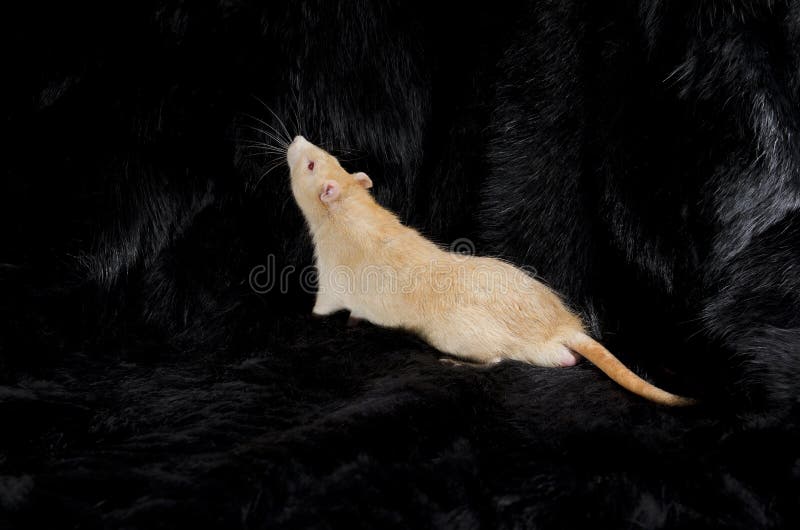 Rat on a black fur. stock image. Image of nature, rodent - 74391009