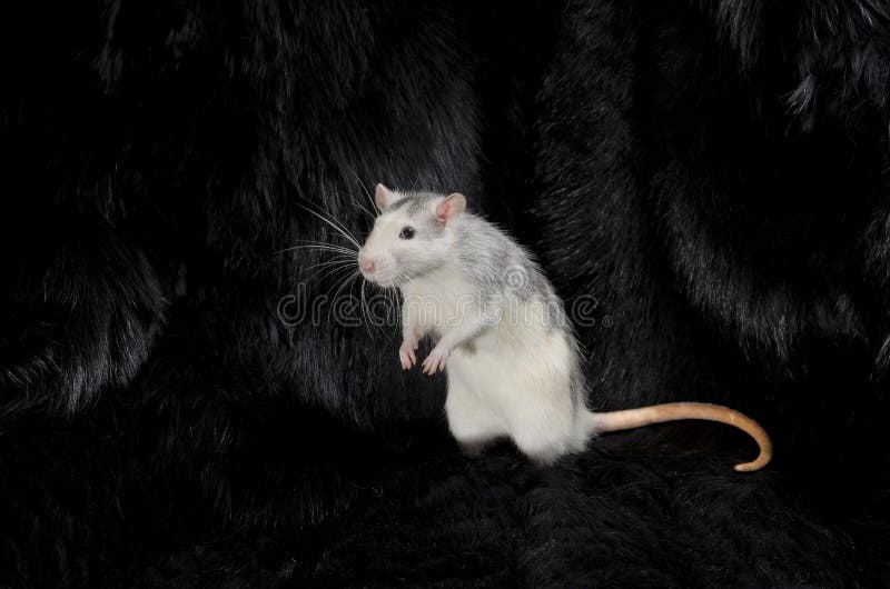Rat on a black fur. stock image. Image of nature, hairy - 74391041