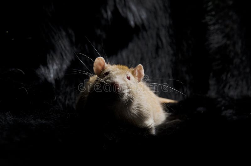 Rat on a black fur. stock photo. Image of fluffy, black - 74391056