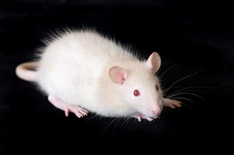Rat blanc image stock. Image du brouillé, curiosité, oeil - 3175833