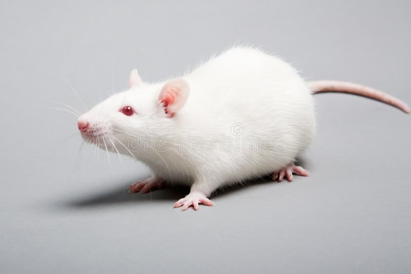 Rat blanc image stock. Image du curiosité, verticale - 20434569