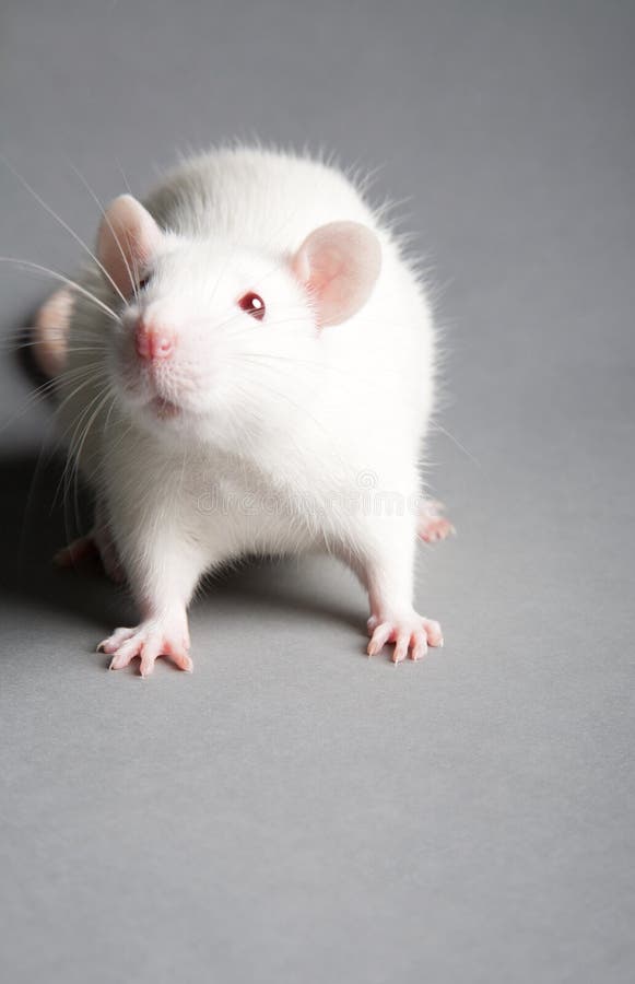 Rat blanc image stock. Image du isolement, rouge, mignon - 20434561