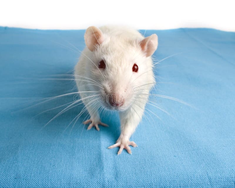 Rat blanc photo stock. Image du rongeur, endroit, timide - 8718212