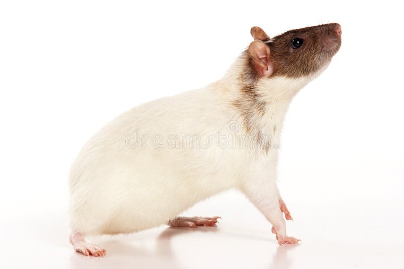 Rat blanc d'isolement image stock. Image du domestique - 37095685