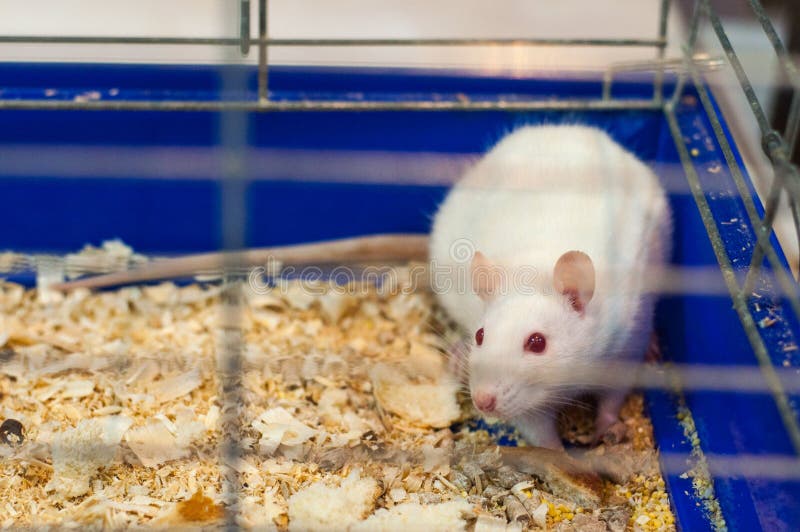 Rat Blanc De Laboratoire (albinos) Dans La Cage Photo stock - Image du ...