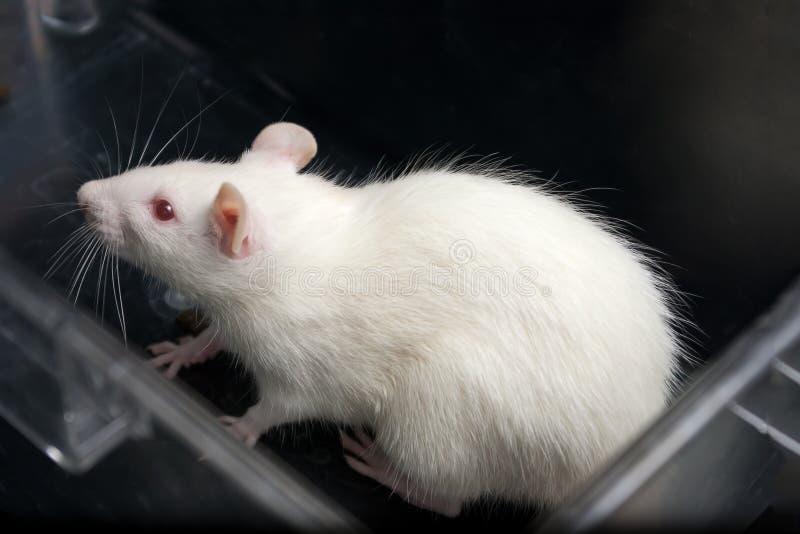 Rat Blanc De Laboratoire (albinos) Dans La Cage Photo stock - Image du ...