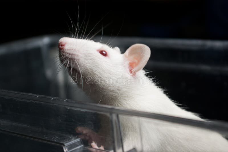 Rat Blanc De Laboratoire (albinos) Dans La Cage Photo stock - Image du ...