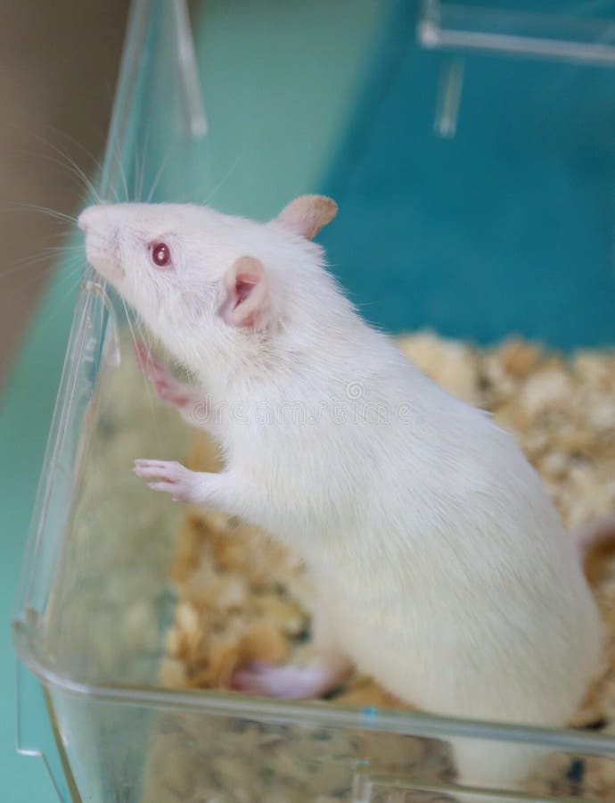 Rats Blancs De Laboratoire (albinos) Photo stock - Image du prise ...