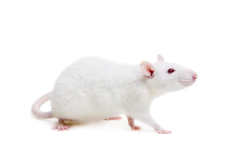 Rat Blanc De Laboratoire Sur Le Blanc Photo stock - Image du isolement ...
