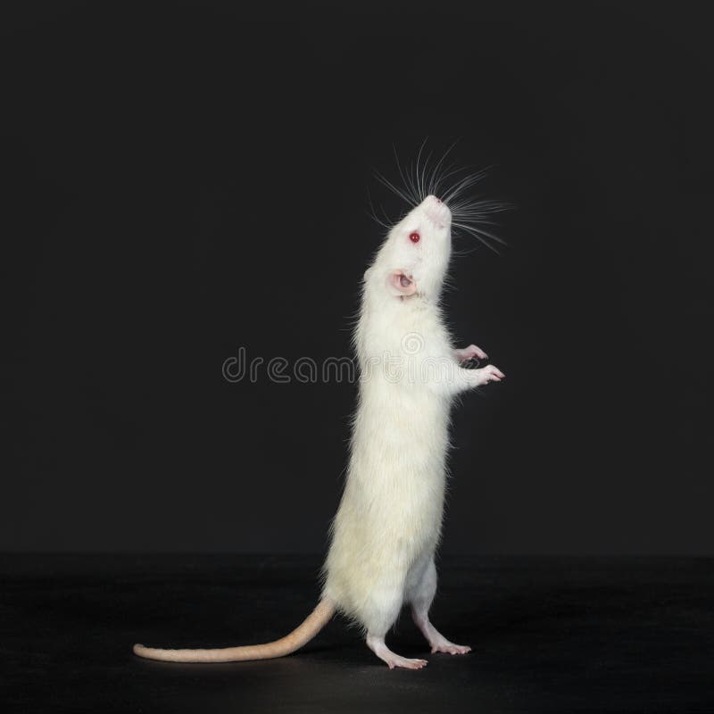 Rat blanc curieux image stock. Image du beauté, mignon - 19921395