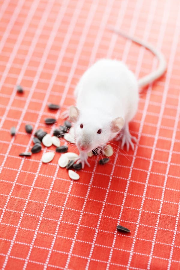 Rat blanc photo stock. Image du projectile, petit, fourrure - 37526372