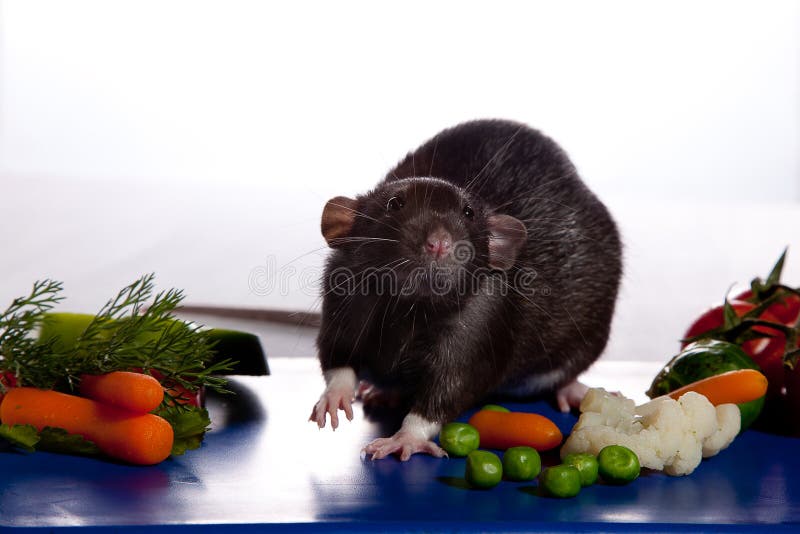 The rat in the house. stock image. Image of animal, carrots - 23638377