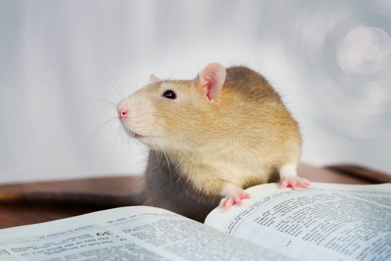 Rat with book stock photo. Image of mammal, fluffy, different - 19359916