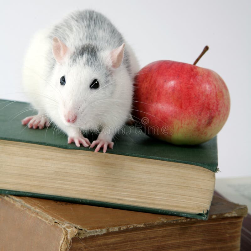 Close-up the Rat Chewing Paper Near Pile of Old Books in the Library ...