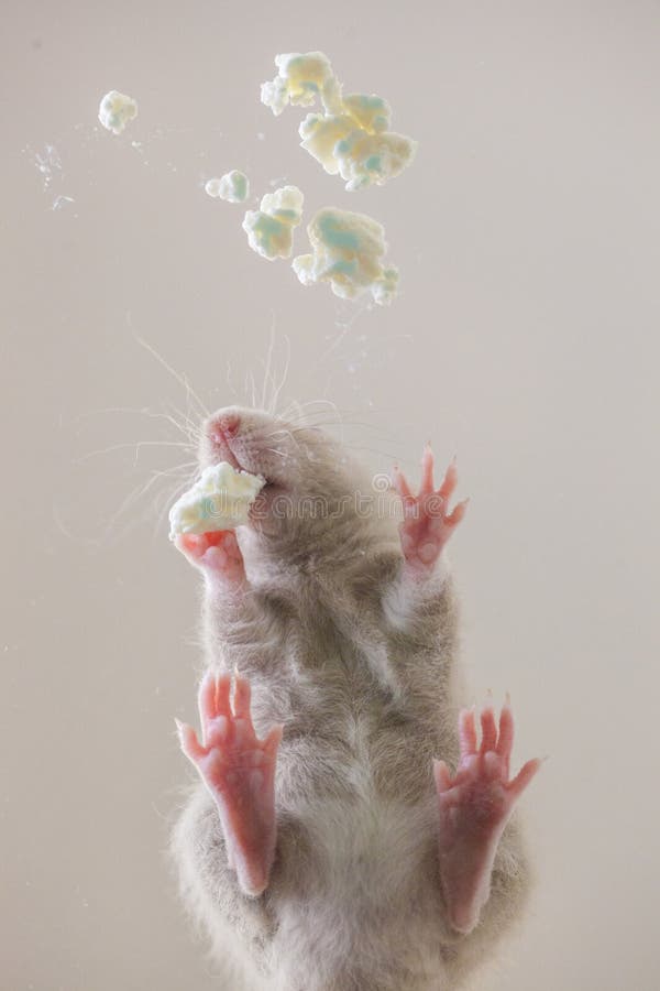 Rat from Bottom To Top. Popcorn Mouse Eats Stock Image - Image of ...