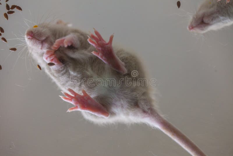 Rat Bottom Up View. Midsection of the Rat Stock Photo - Image of small ...