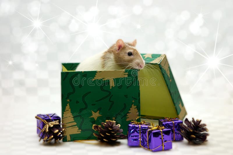 Rat in box stock photo. Image of decoration, holiday - 19372824
