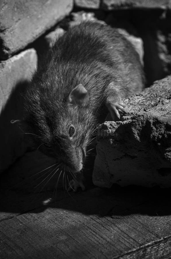 137 Junk Rat Stock Photos - Free & Royalty-Free Stock Photos from ...