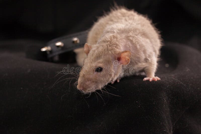 The Rat Brutalized in a Spiked Collar. Informal Stock Image - Image of ...