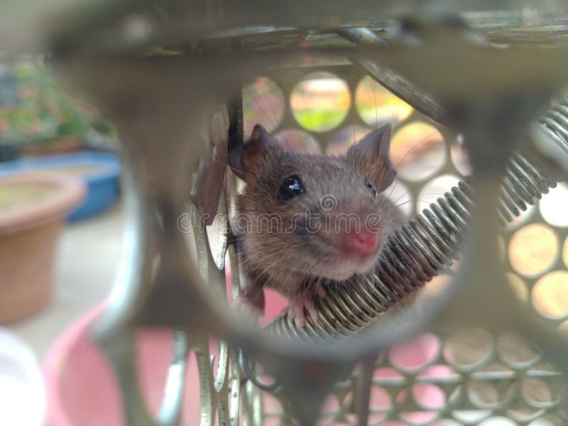 Rat in the cage stock photo. Image of rabbit, monkey - 237436332