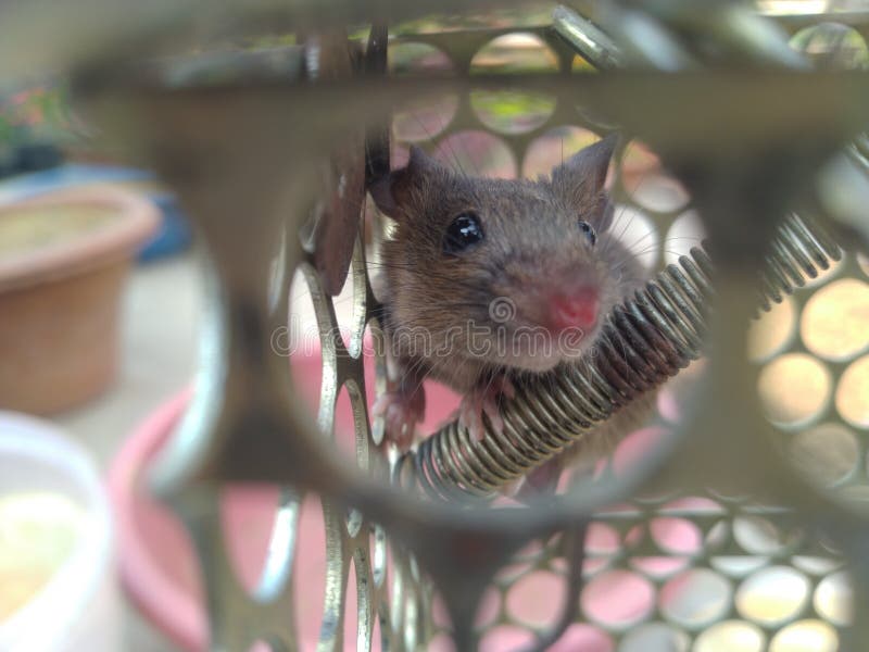 Rat in the cage stock image. Image of whiskers, mouse - 237436371